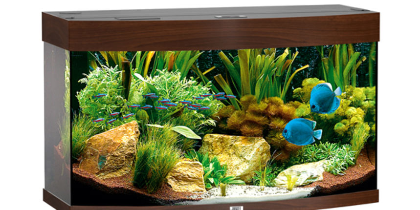 Kako odabrati akvarij za ribice i na što paziti kod postavljanja ...