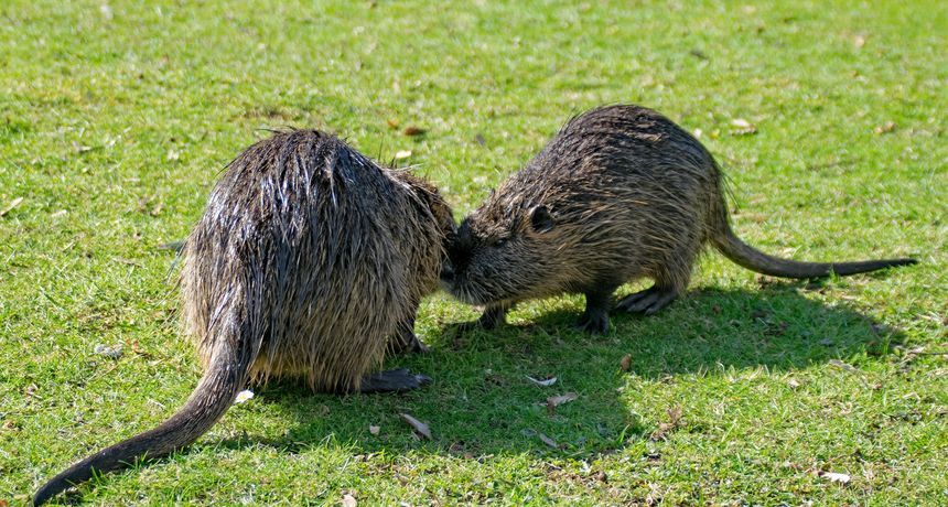 Koliko poznajete životinju zvanu vodeni štakor? - RTL ŽIVOT I STIL