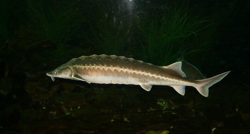 Koliko poznajete ribe koštunjače? - RTL ŽIVOT I STIL