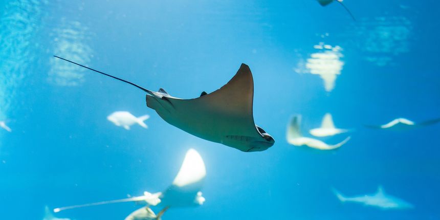 Raža riba - opasan stanovnik morskih dubina - RTL ŽIVOT I STIL