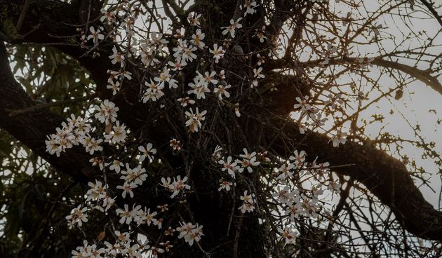 Fotogalerija: Procvjetala stabla badema u Zadru — eZadar.hr