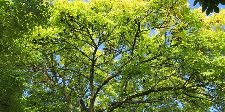 Jasen drvo - karakteristike drveta jasena - RTL ŽIVOT I STIL