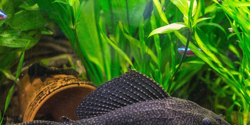 Riba som: slatkovodna riba koja živi i u našim vodama - RTL ŽIVOT I STIL