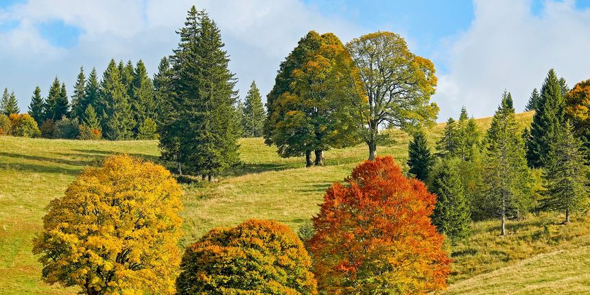 Listopadne šume: osnovne karakteristike listopadnih šuma - RTL ŽIVOT I STIL